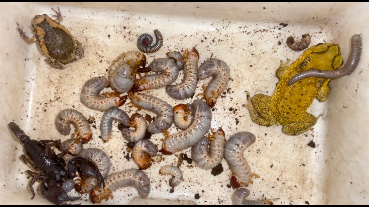 Looking for Spotted Lot of Beetles, Yellow Toad, Scorpions, Millipedes ...