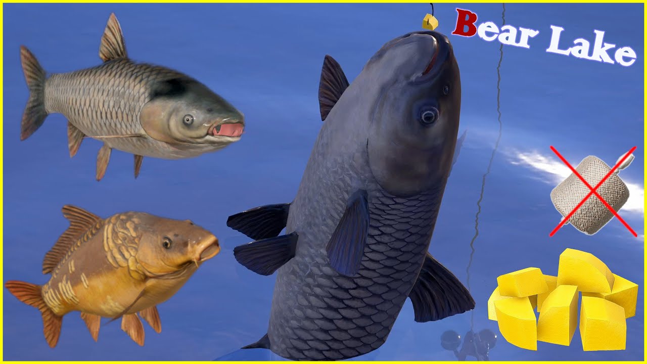 Potato power Carp spot Bear Lake | Russian Fishing 4 - YouTube