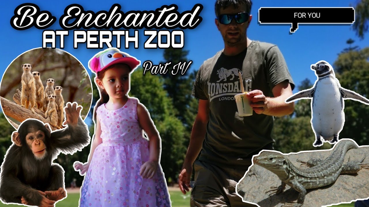 BE ENCHANTED AT PERTH ZOO | SIENNA'S ENCOUNTER GORILLA, PENGUIN ...