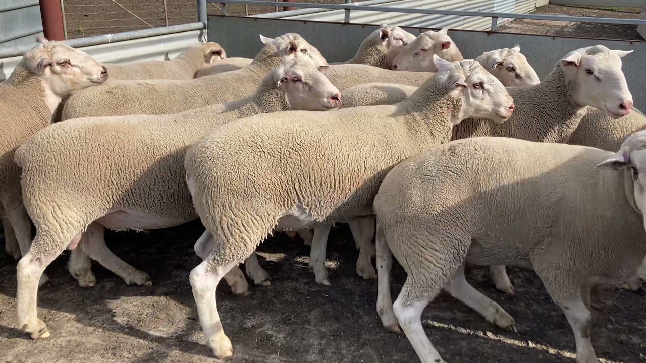 Newland White Suffolk Rams - YouTube