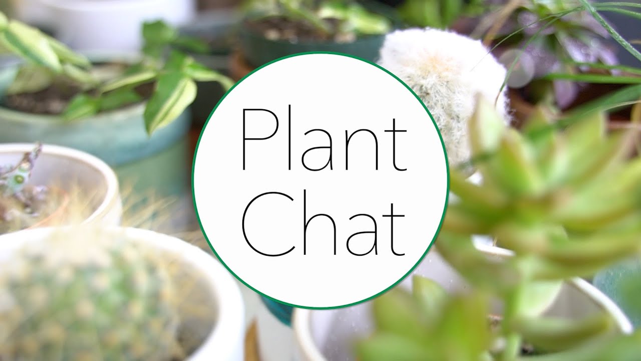Plant Chat: Episode #2 - Soil Substrates - YouTube