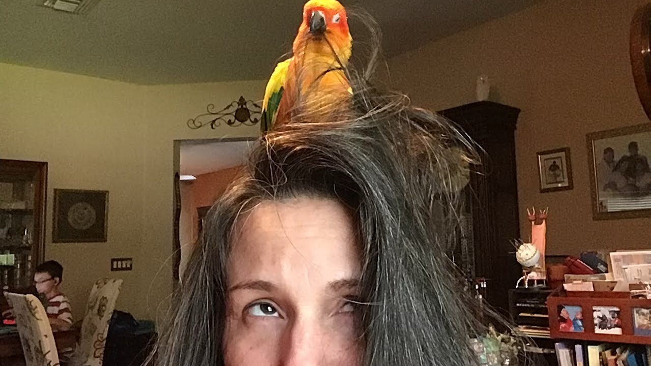 Human entertaining bird - YouTube