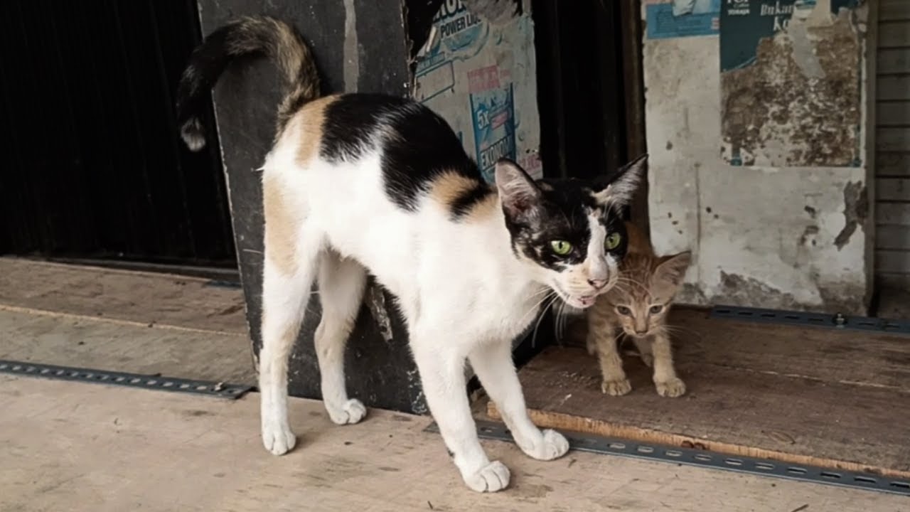 Makes you laugh! Street Cat Mother Behavior When Playing with Kittens ...