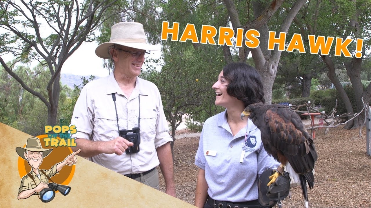 Pops on the Trail at America’s Teaching Zoo | Harris’s Hawk ...