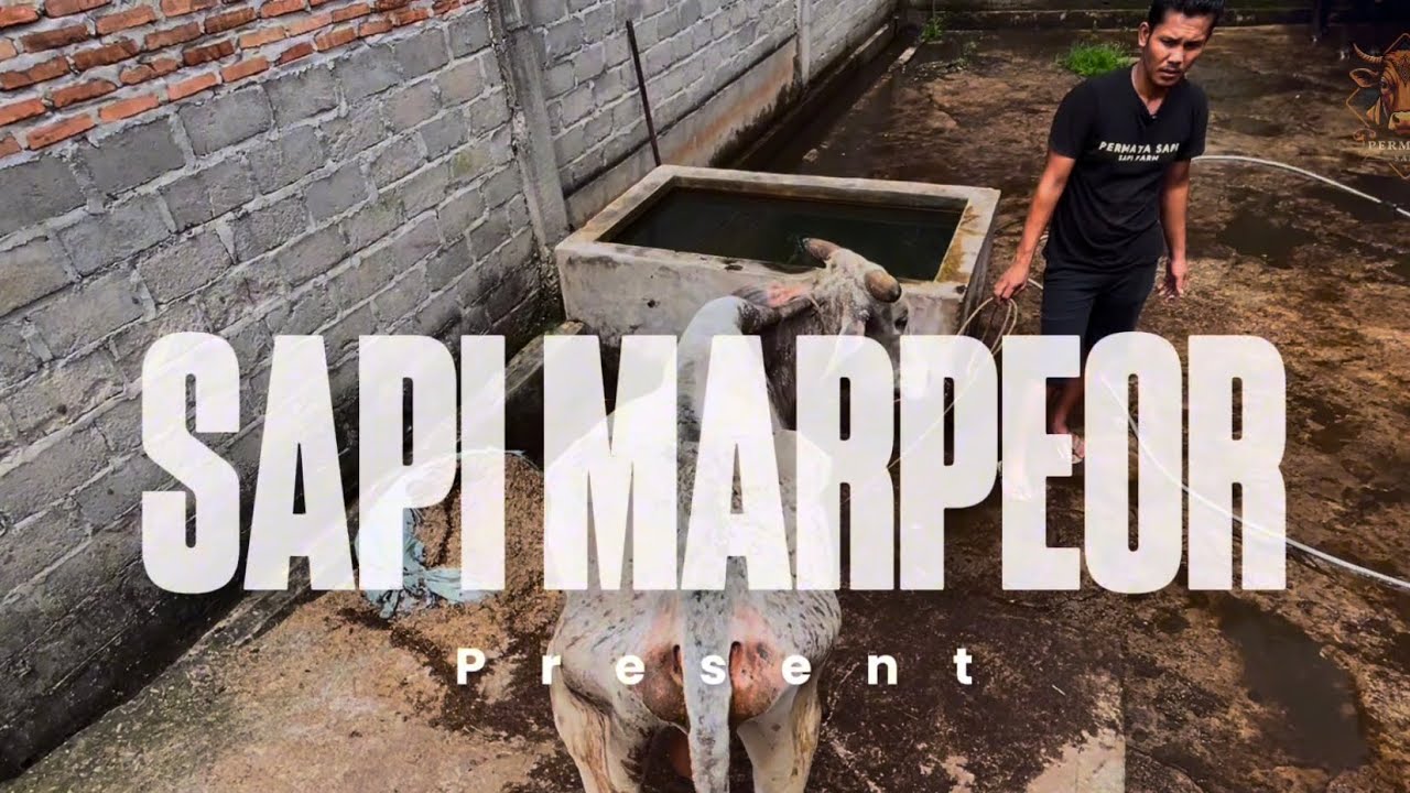 TIPS SEDERHANA MENGGEMUKKAN SAPI KURUS - YouTube