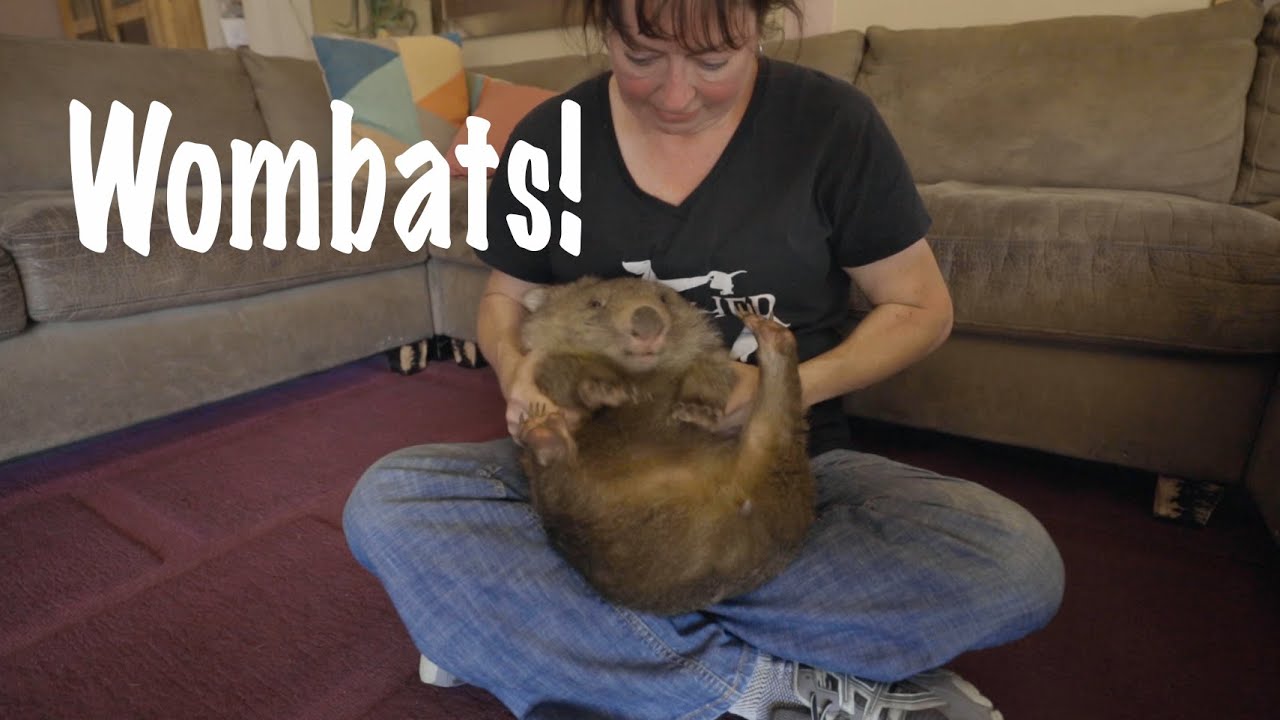 Wombats! - Our visit to Sleepy Burrows Wombat Sanctuary - YouTube