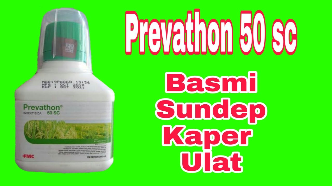 PREVATHON 50 SC | Insektisida Pembasmi Sundep dan Kaper Serta Hama ...
