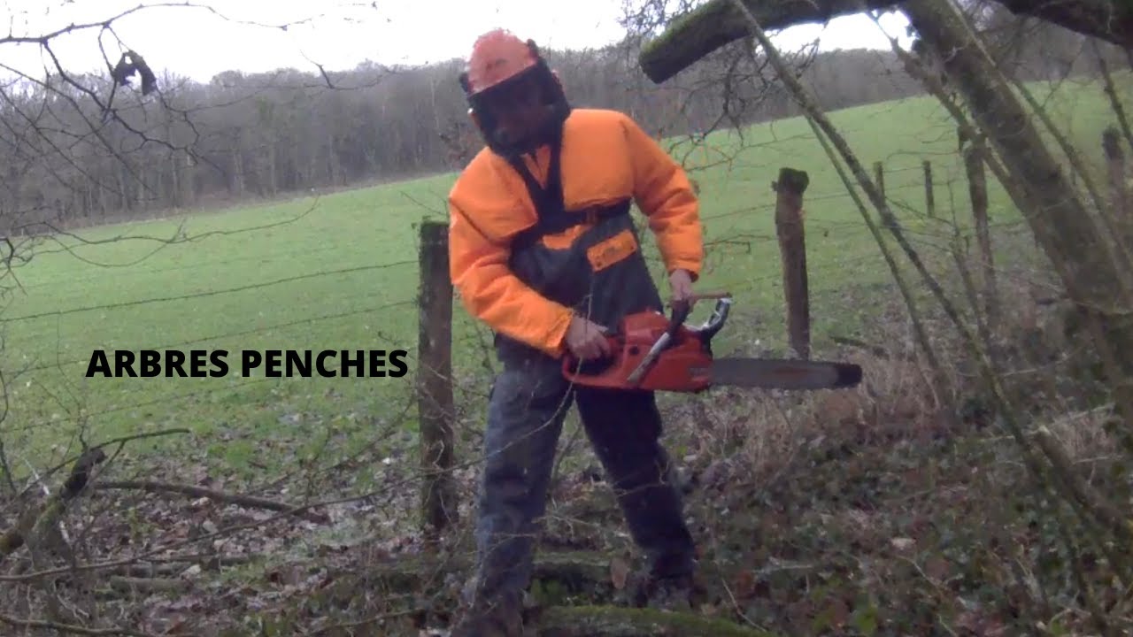 Abattage Arbre Vidéo , Abattage d’un arbre : les conseils et astuces ...