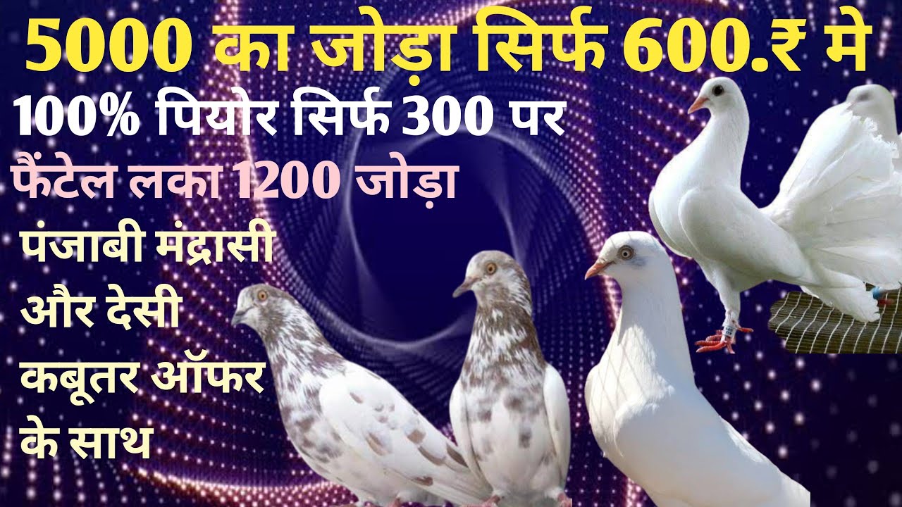 5/3/22/ न्यू स्टॉक ऑफर पंजाब के पंजाबी मलवाई कबूतर सिर्फ 300.₹ पर - YouTube