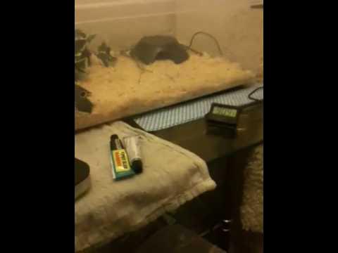 Ball python tub - YouTube