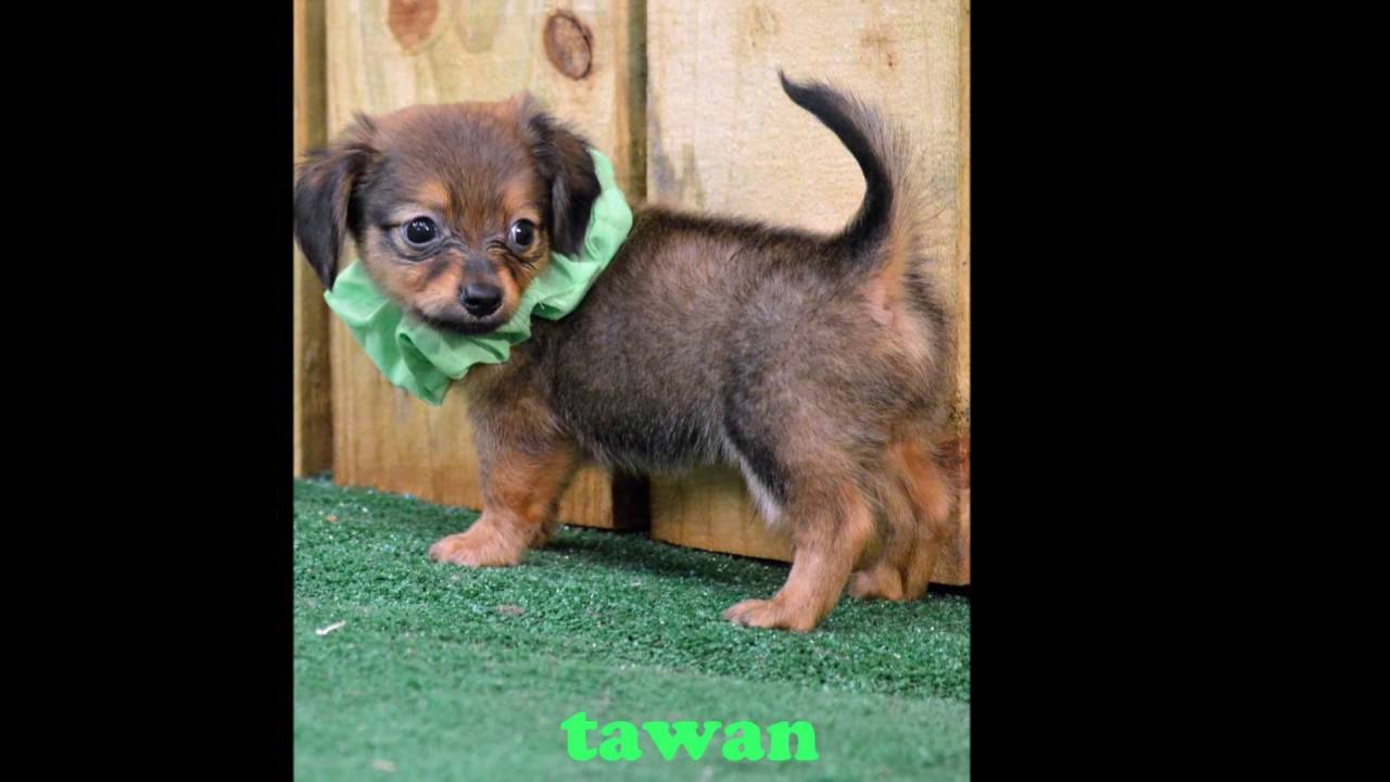 teetonka and tawan 7 16 16 - YouTube