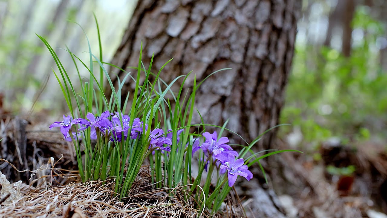 한국의 야생화 - 각시붓꽃(Iris rossii) - YouTube