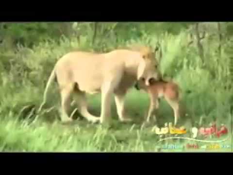 Heyvanlardan insanliq dersi