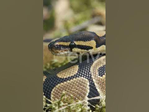 scary python in angry mood,sacry saap gusse me@Gama+ - YouTube