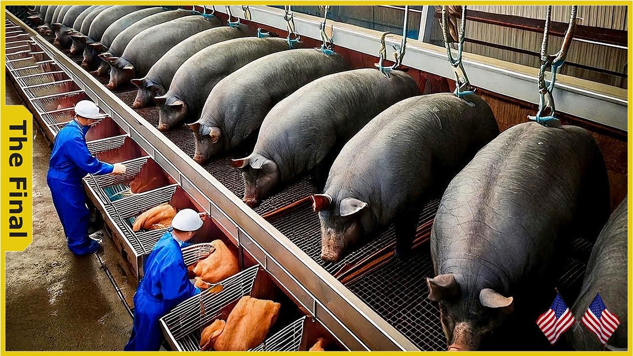 Inside Spain’s Black Pig Boom: $2.4 Billion Profit In Just 3 Years - Farming Documentary - YouTube