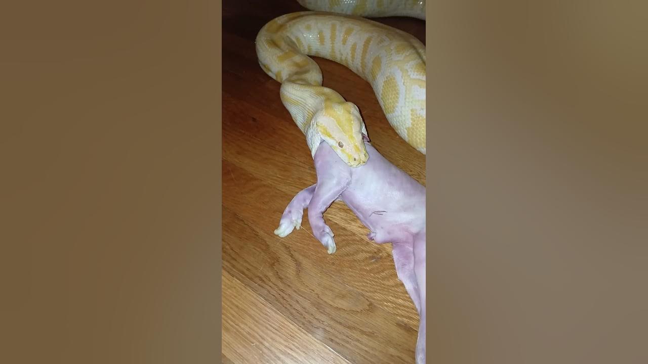 Burmese Python eats pig!!! - YouTube