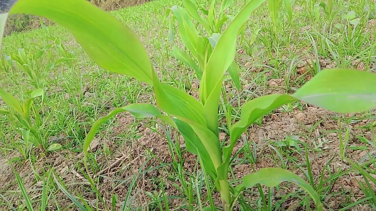 การตอนมะละกอ โดยไม่ใช้ดิน ไม่ใช้ แกลบ ไม่ใช้ขุยมะพร้าว ใช้แค่น้ำเปล่า Crop cultivation method Ep ...