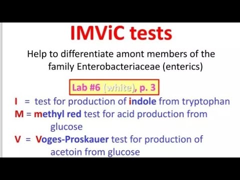 B8☆IMViC- 5 Biochemical Tests General Pathology Practical - YouTube