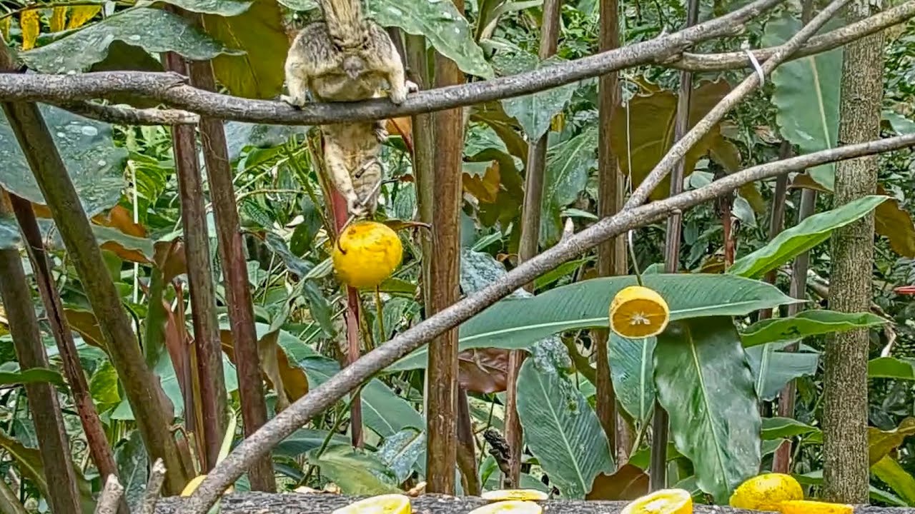 Variegated And Red-tailed Squirrel Visit The Panama Fruit Feeder – Jan ...