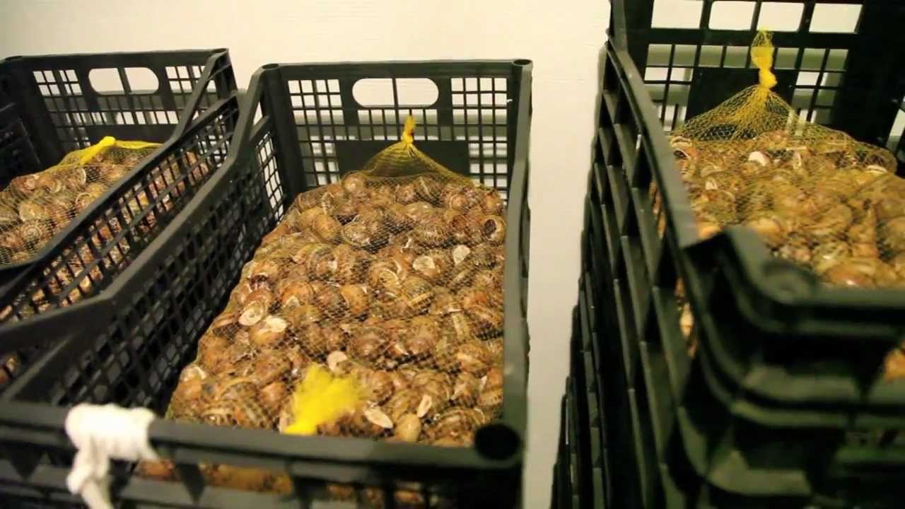 Hodowla ślimaków - "SlowFarm" - Przygotowanie Budynku - YouTube