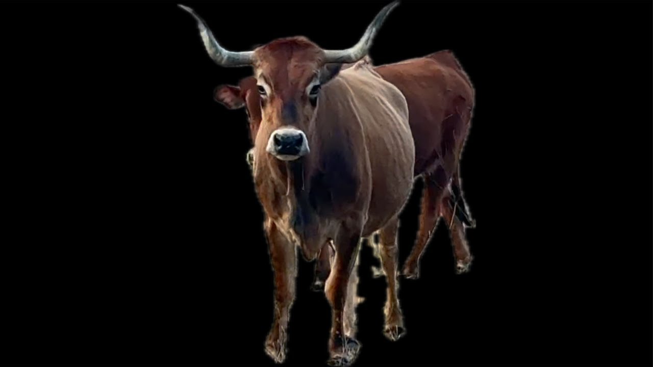 Longhorn Lester's is live! - YouTube