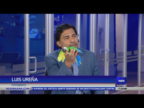 Proyecto Conservación del Gran Guacamayo Verde en Panamá, Luis Ureña ...