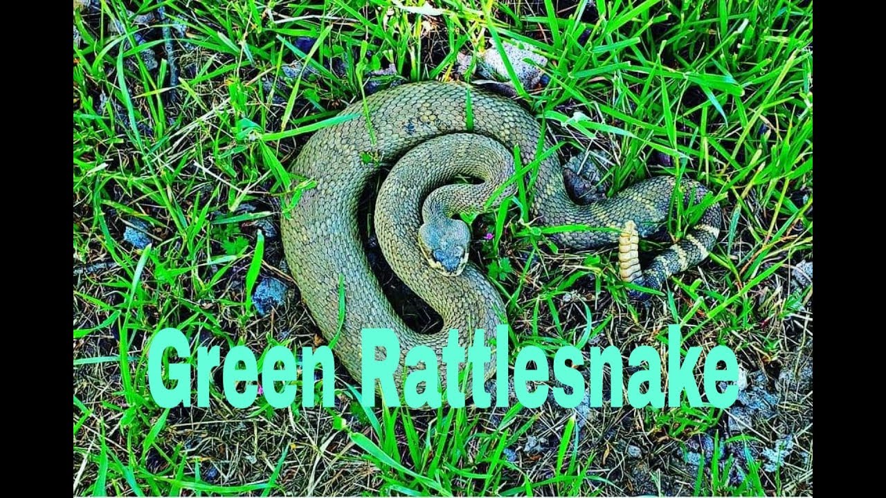 Trap Nature ( episode 3) PART 2 - YouTube