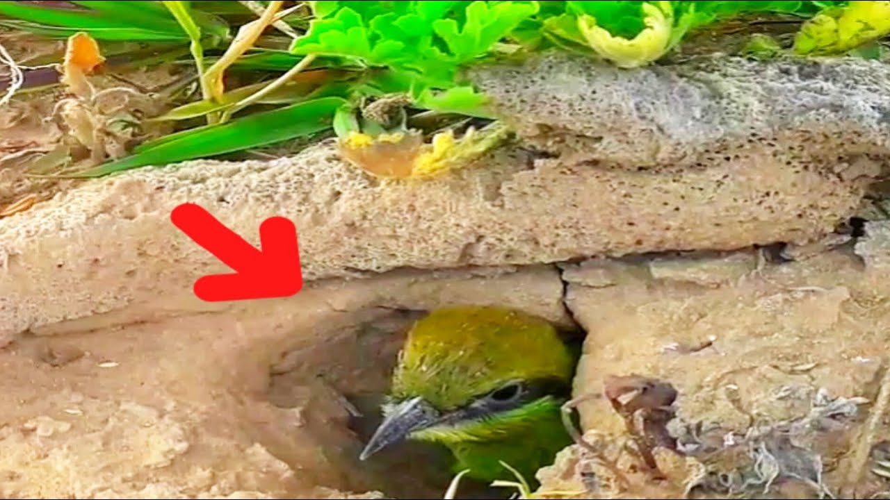 Two baby birds in the womb watch their mother go for food#bird #baby ...