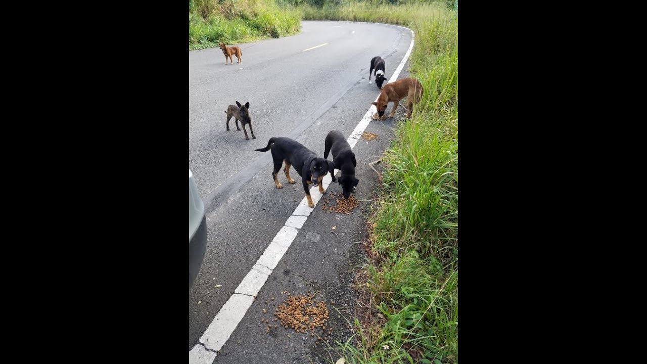 Sato Boricua (Canis familiaris) Puerto Rican Sato - YouTube