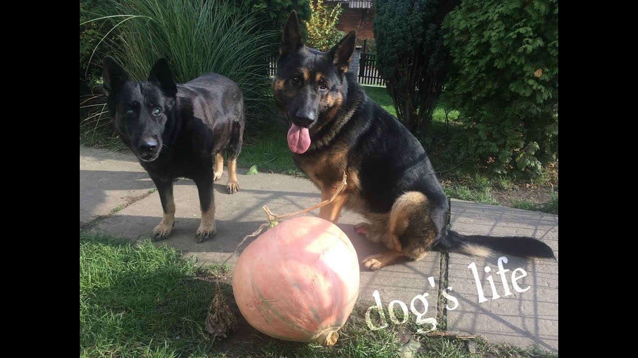 Dog's Life / Život psa / German Shepherd / Německý ovčák / GoPro HERO4 ...