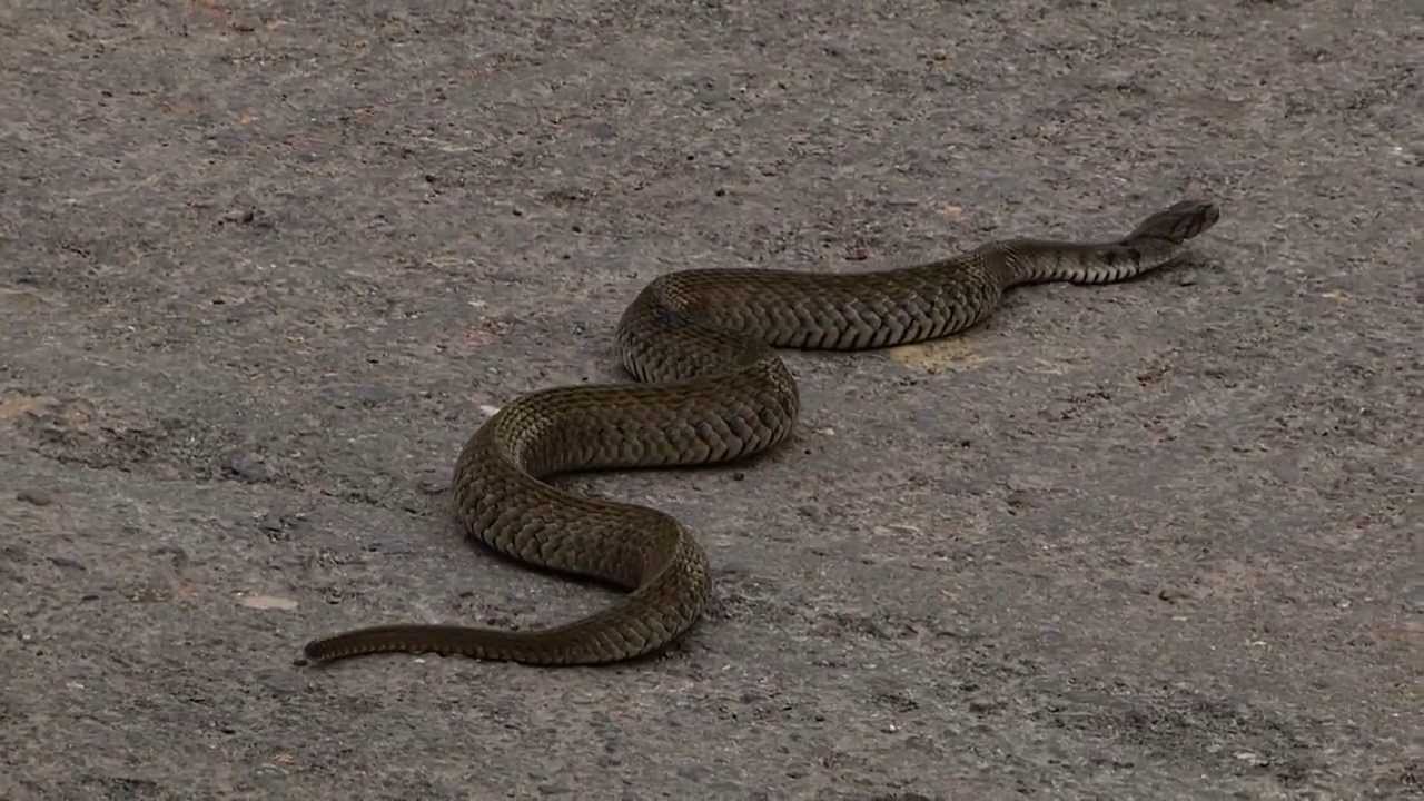 Snake crossing - YouTube