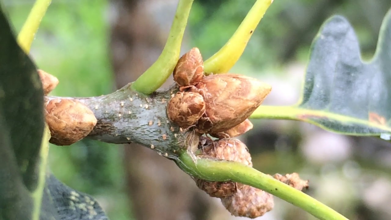 Sessile oak (Quercus petraea) - buds close up - August 2017 - YouTube