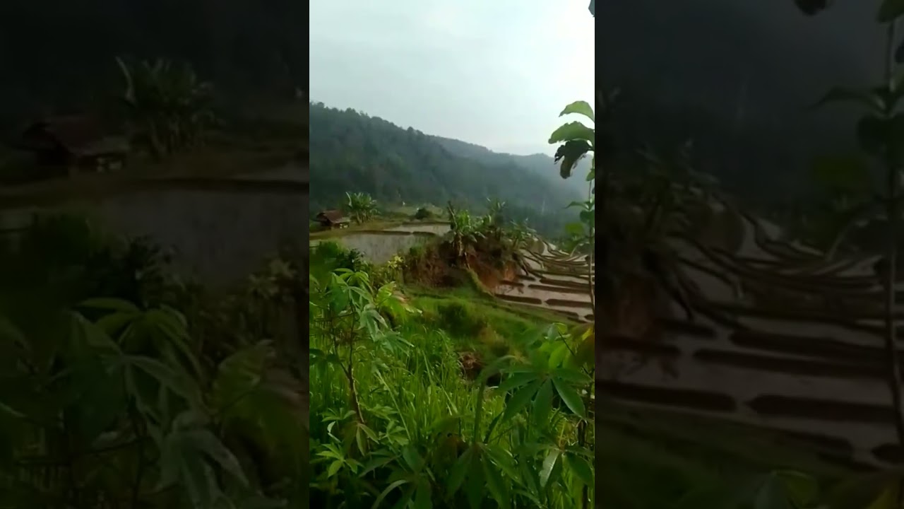 suasana pedesaan bogor.kampung batu sisir.pemandangan yang sangat indah ...