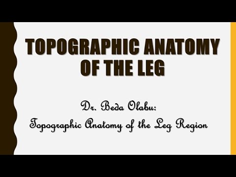 TOPOGRAPHIC ANATOMY OF THE LEG REGION - YouTube