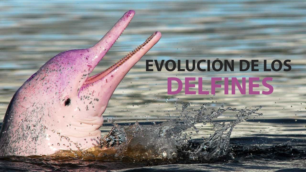 ¿Es cierto que los Delfines Evolucionaron a Partir de Animales ...