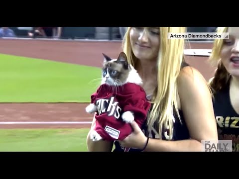 Grumpy Cat throws first pitch at Arizona Diamondbacks game - YouTube