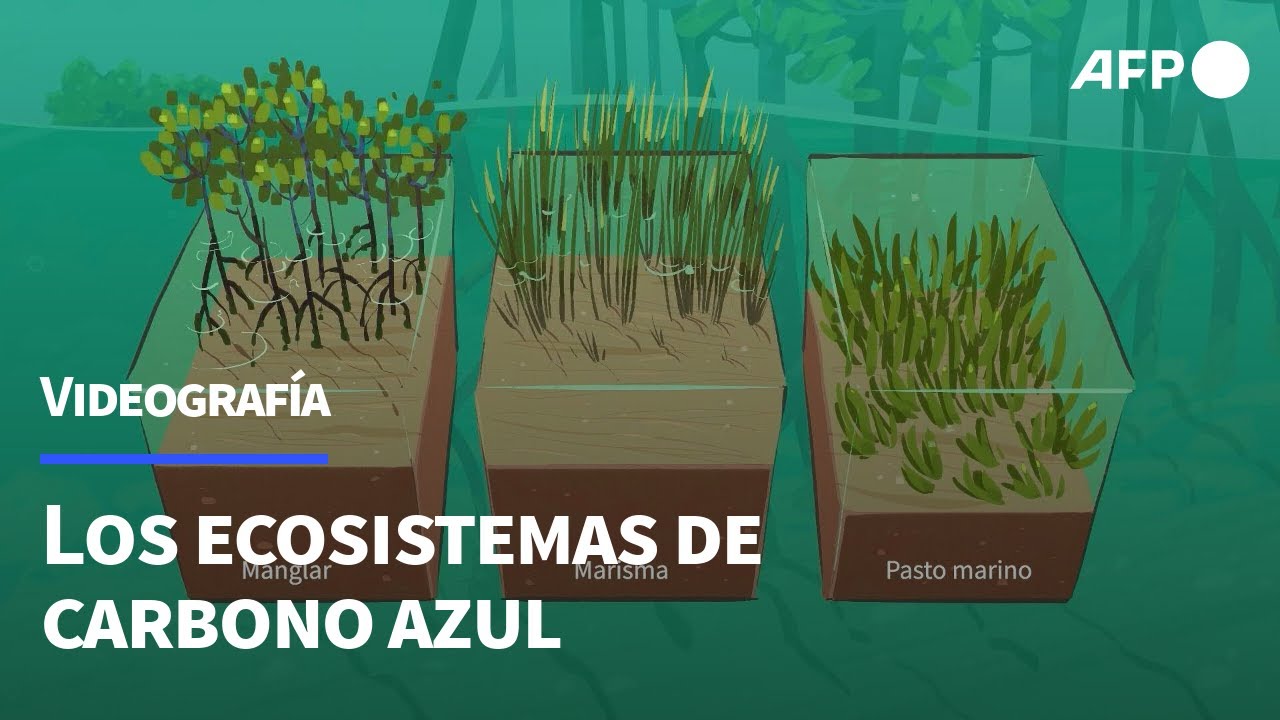 Los ecosistemas de carbono azul | AFP - YouTube