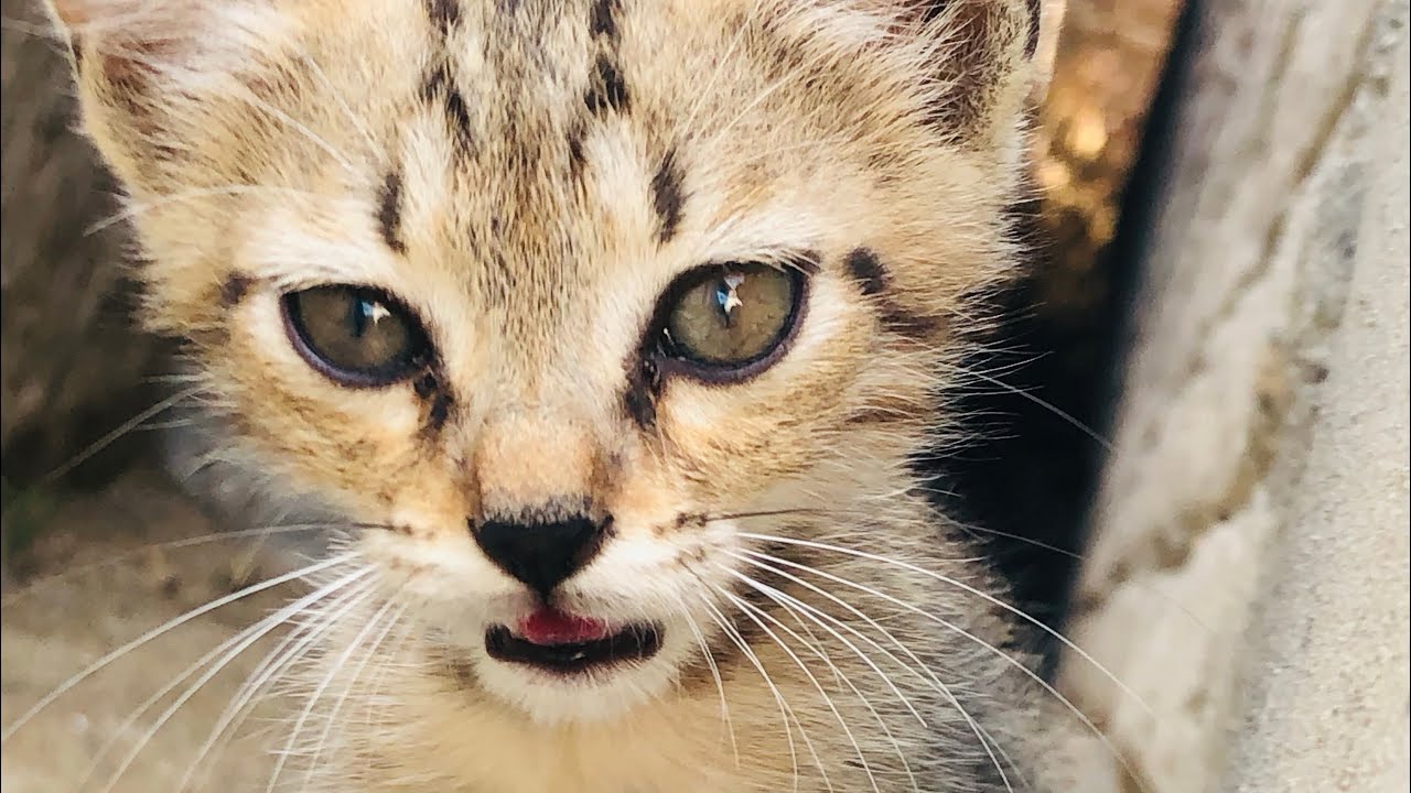 little kittens meowing ||kitten's meowing compilation - YouTube