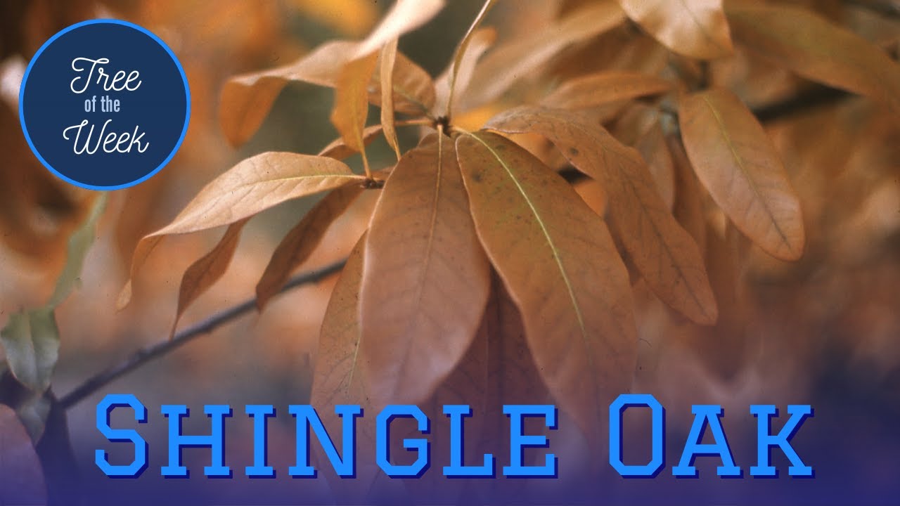 Tree of the Week: Shingle Oak - YouTube