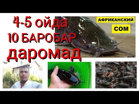 Laqqa baliq. Африканские сом.