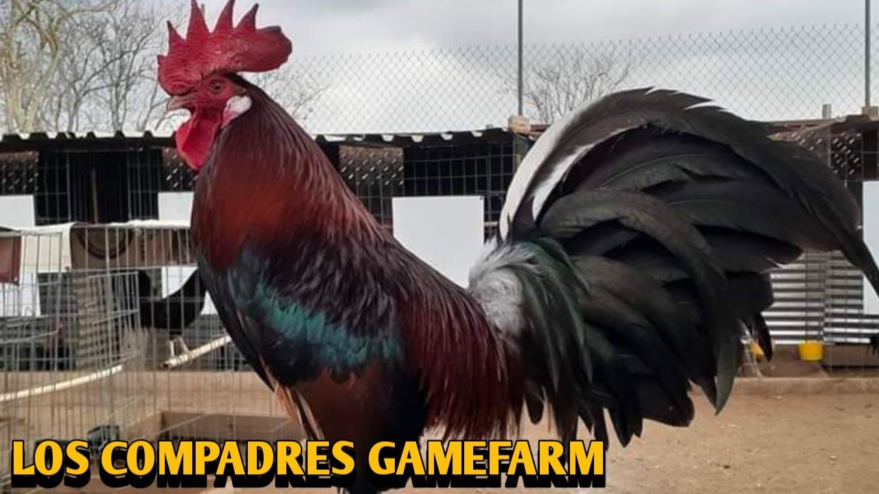 Pure Claret - LOS COMPADRES FARM - YouTube