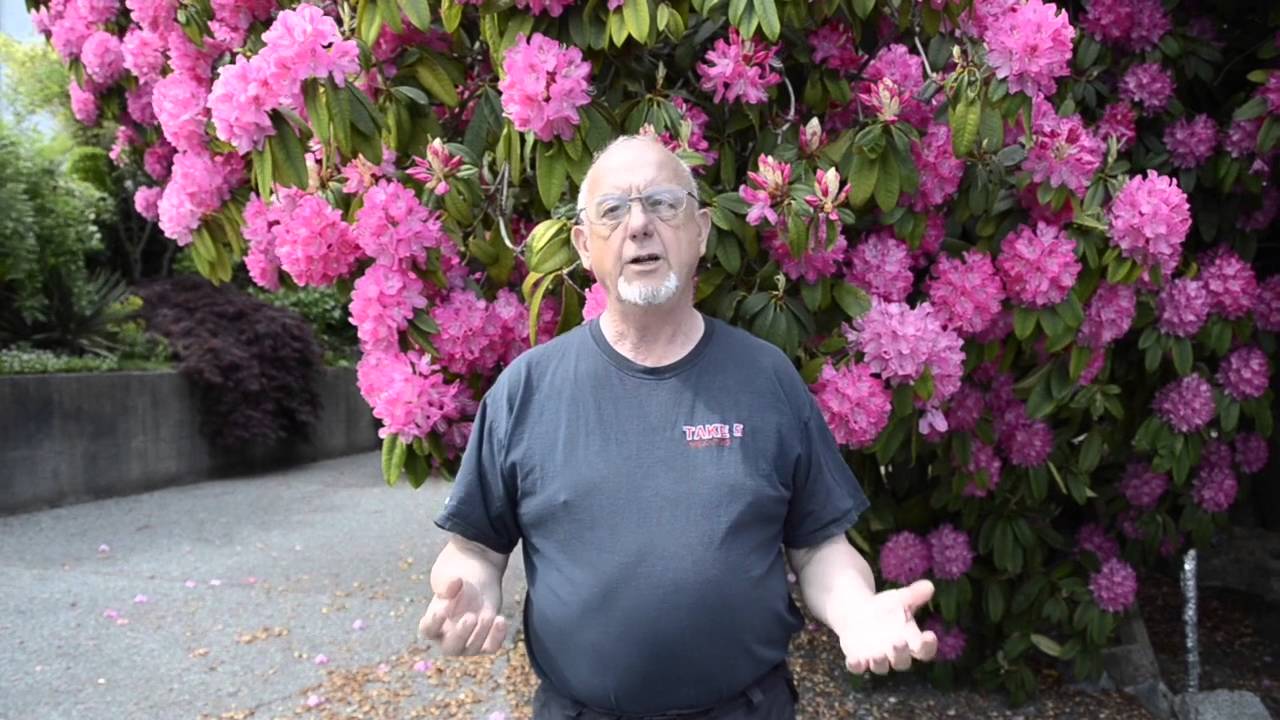 Giant Rhododendron over a 100 years old still growing, Ladysmith - YouTube
