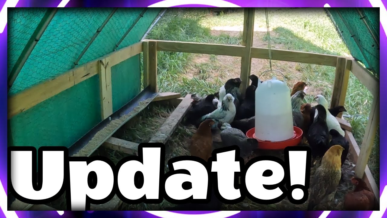Insane Update On My 11 Week Old Chickens! - YouTube