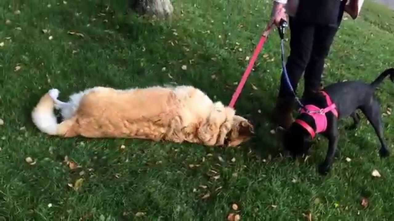 My three daft dogs - YouTube