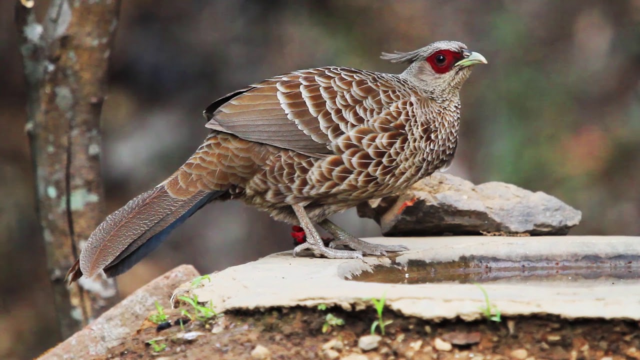 Kalij Pheasant - YouTube