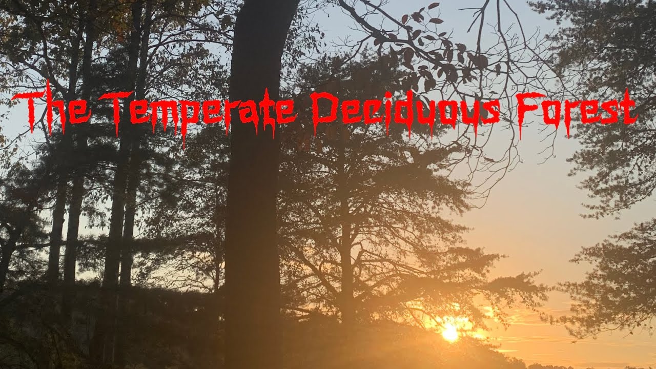 The temperate deciduous forest (School project) - YouTube