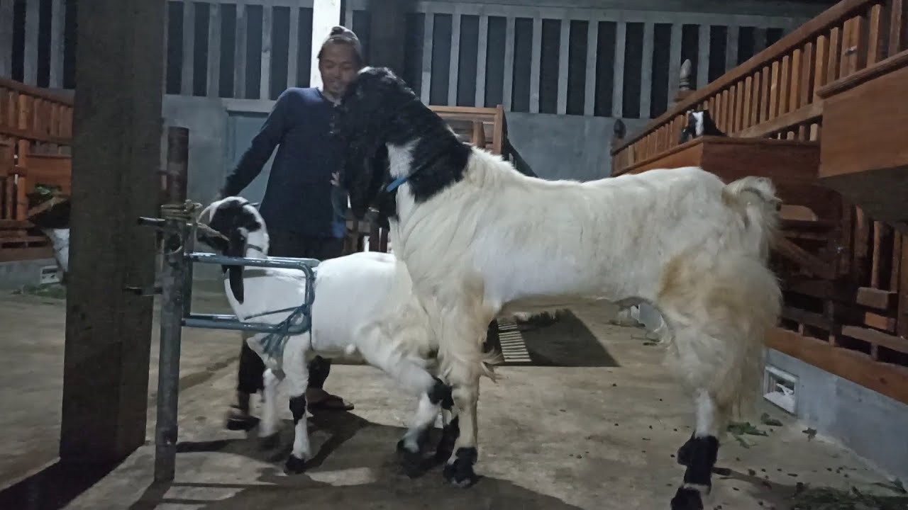 Biggest goat crosses small goats to improve quality | Goat farming in ...