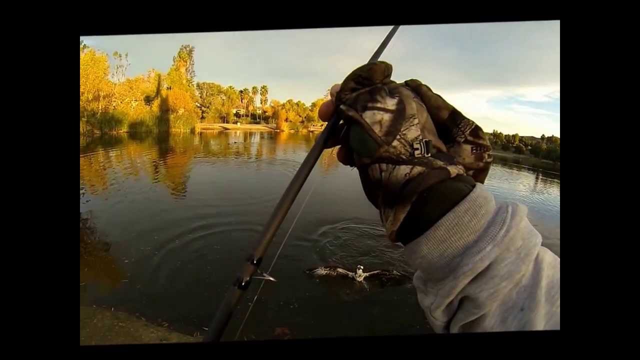 Osprey Attacks my Deps Slide Swimmer - YouTube