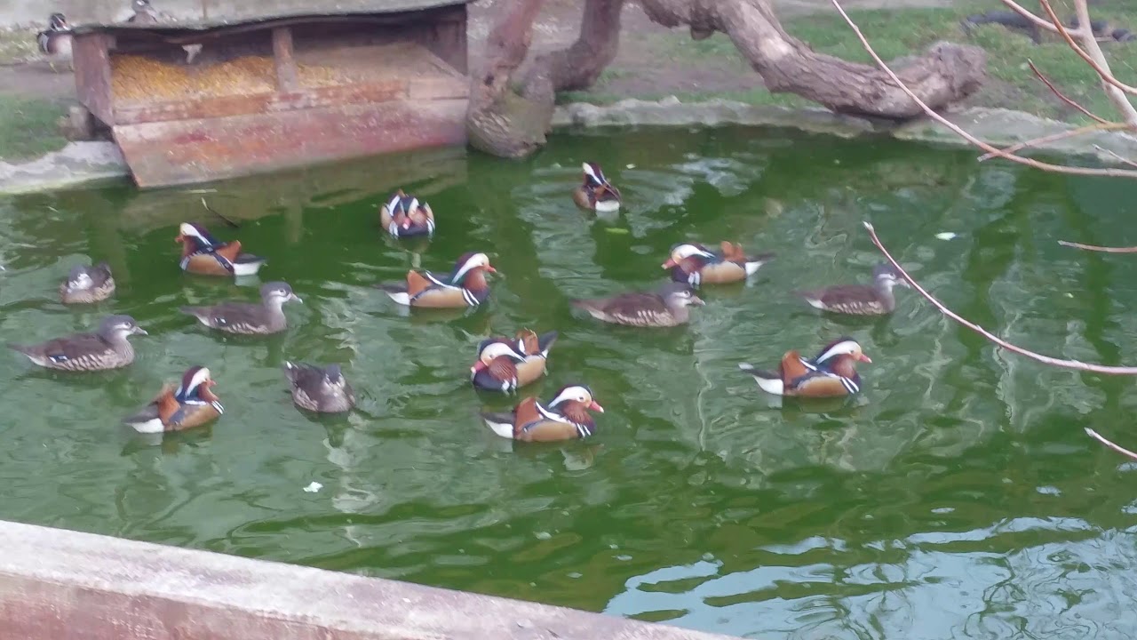 Rate mandarine ( olarucosta ) sunphoto - YouTube
