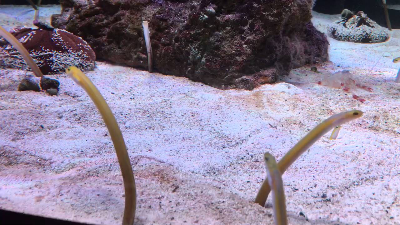 Boston Aquarium - Worm-like fish - YouTube